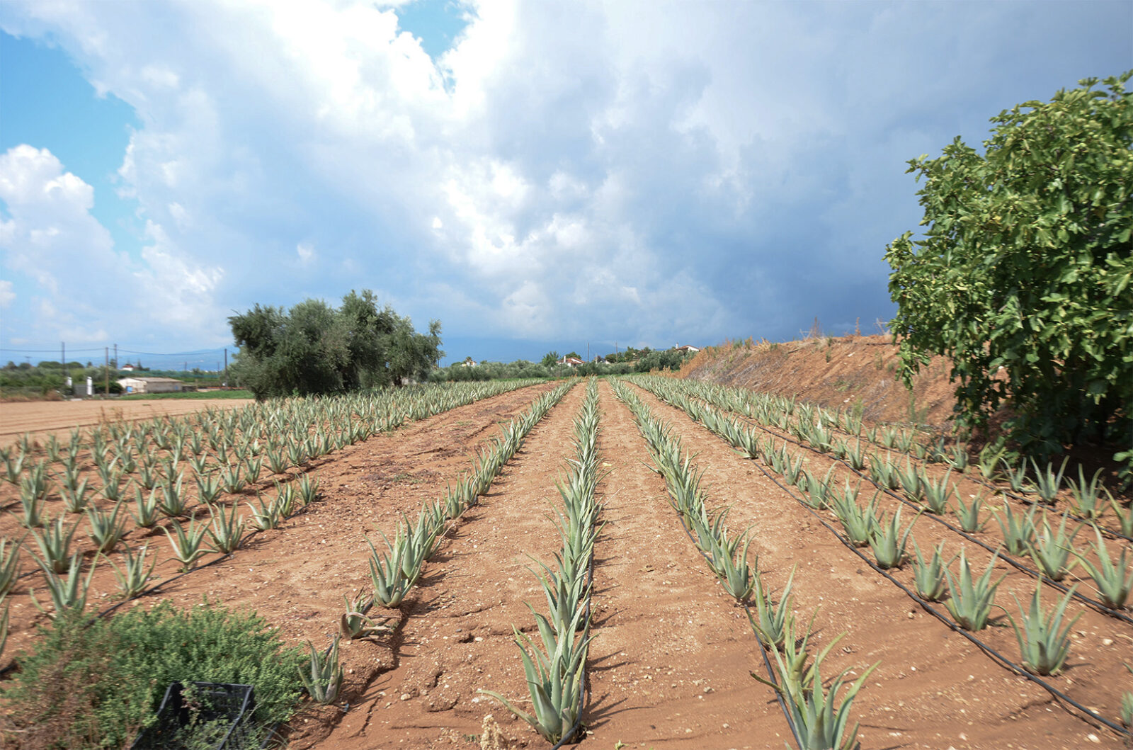 Bouca Houses - P4Architecture